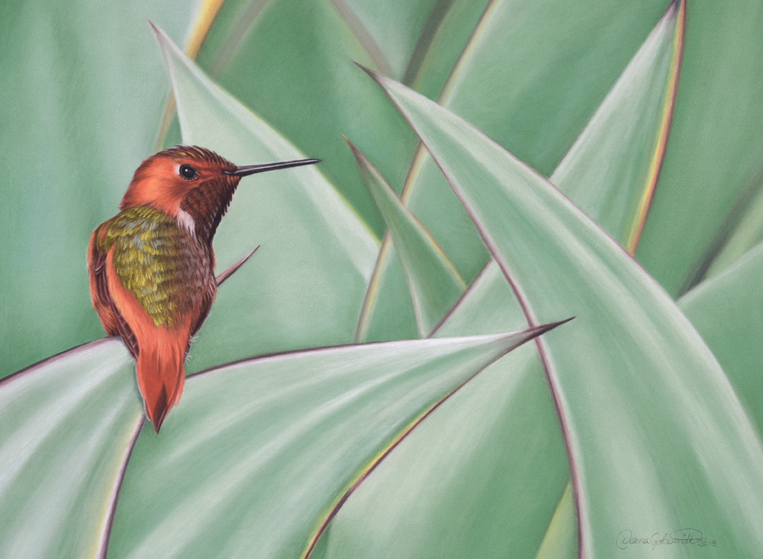 Allen’s Hummingbird – Deana Goldsmith